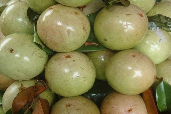 Vú sữa: loại trái cây cực tốt mẹ bầu nên ăn